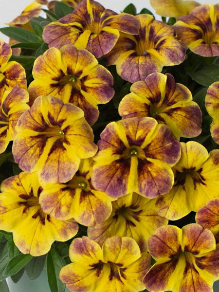 CALIBRACHOA JOLLY TIGER – Horlings Plants