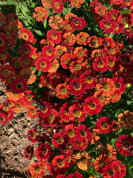 HELENIUM 'SALSA' – Horlings Plants