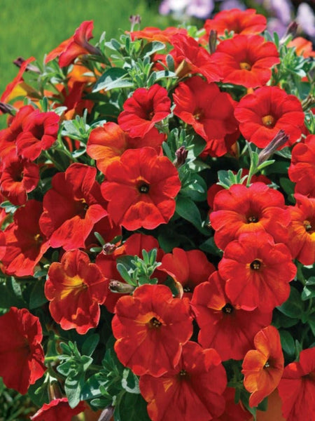 SUPERCALIBRACHOA PREMIUM 'RED MAPLE' – Horlings Plants