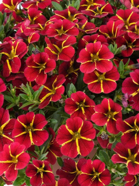CALIBRACHOA 'EXOTIC RED' – Horlings Plants