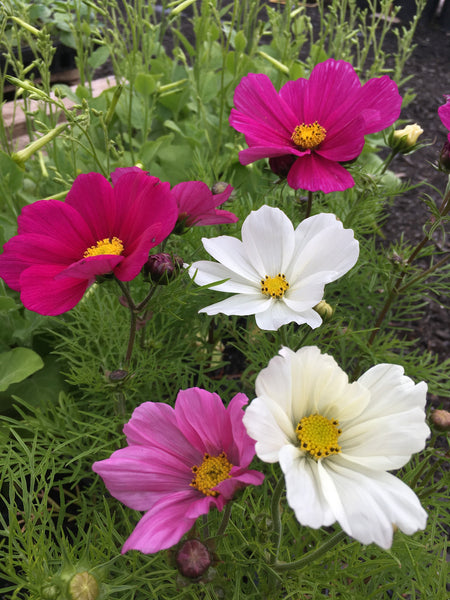 COSMOS SENSATION MIX – Horlings Plants