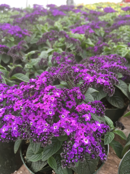 HELIOTROPE – Horlings Plants