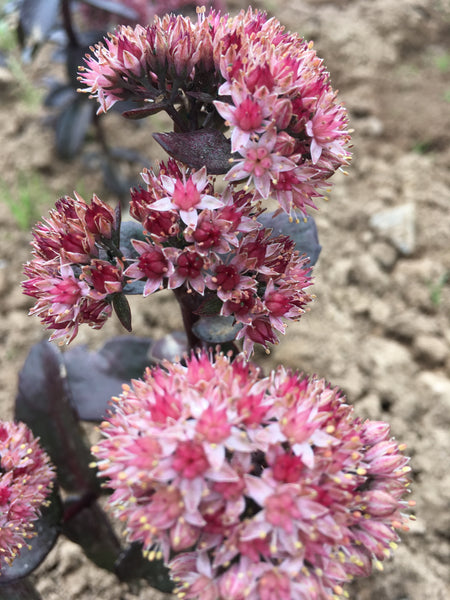 SEDUM 'BON BON’ – Horlings Plants