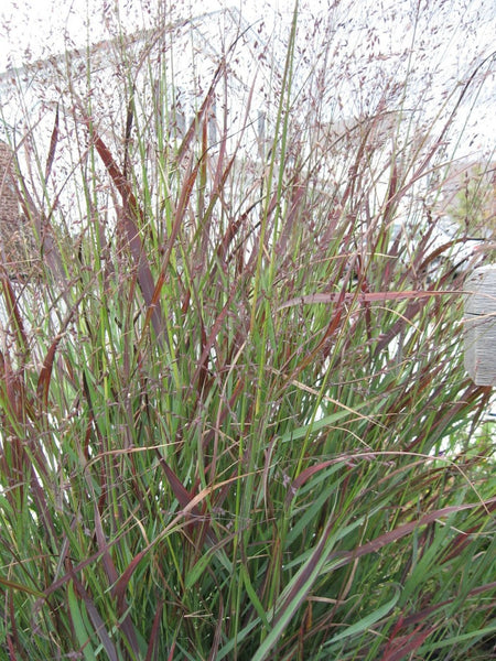 PANICUM VIRGATUM 'SHENANDOAH' – Horlings Plants