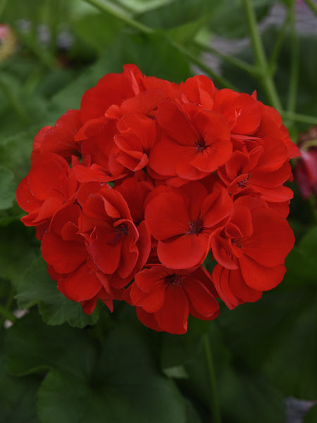 GERANIUM ZONAL 'RED' – Horlings Plants